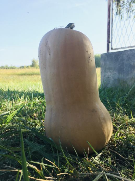 Eko Butternut tikva
