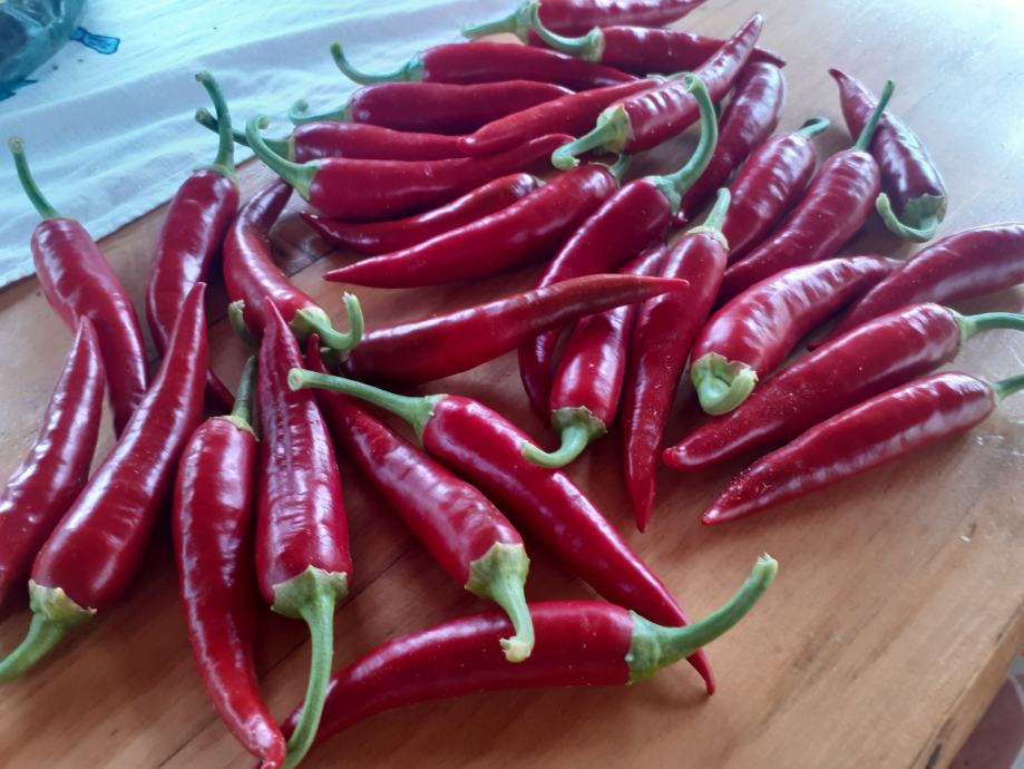 PAPRIČICA-FEFERON CRVENI,SVIJEŽI