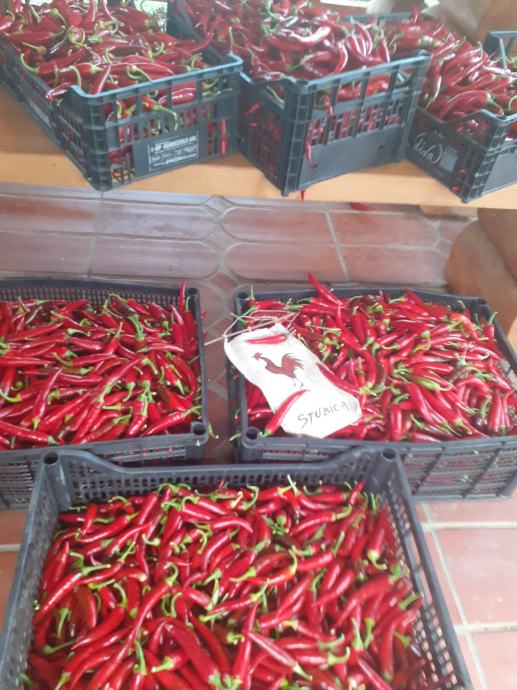 PAPRIČICA-FEFERON CRVENI,SVIJEŽI