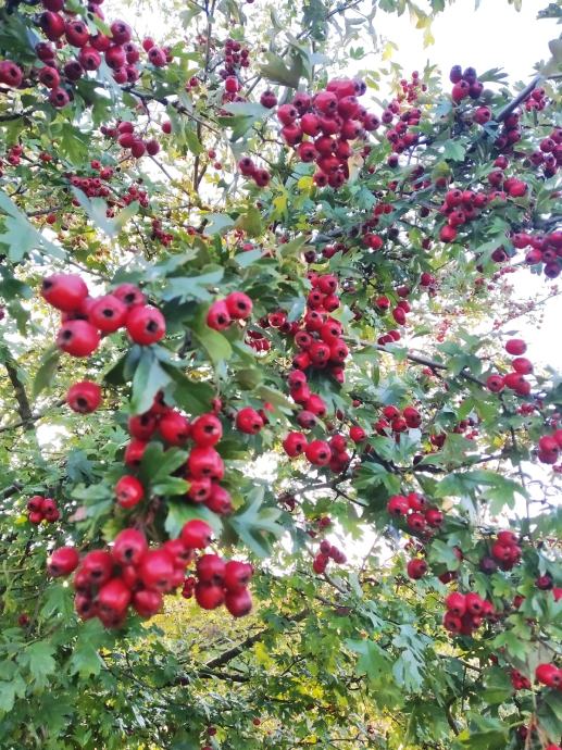 Glog, plodovi, suhi, sušeni