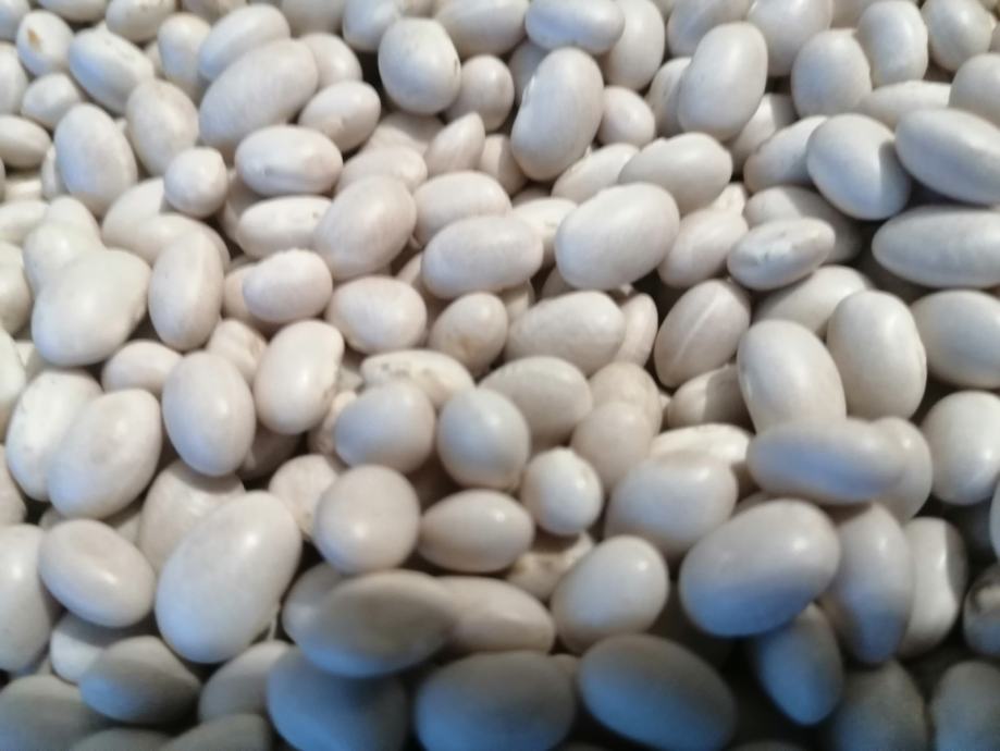 Grah bijeli Biser sitni starinska sorta za sijanje