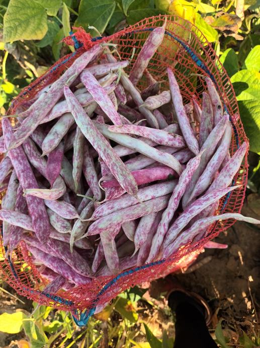 Grah u mahuni i očišćeni