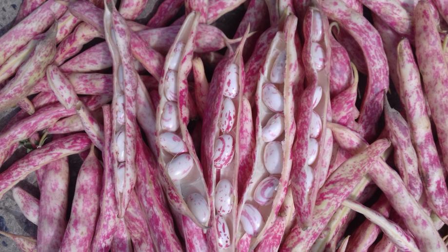 GRAH TREŠNJEVAC(mladi) i visoke MAHUNE.NOVO VIRJE