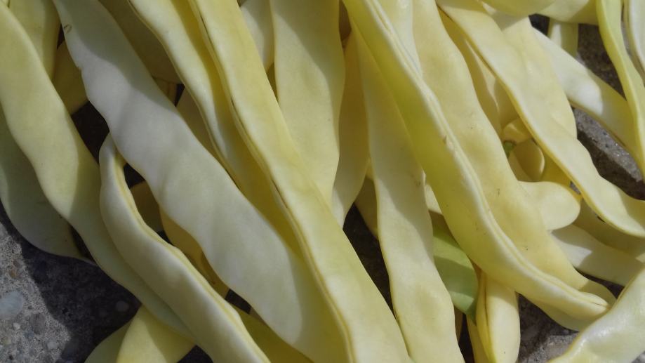 GRAH TREŠNJEVAC(mladi) i visoke MAHUNE.NOVO VIRJE