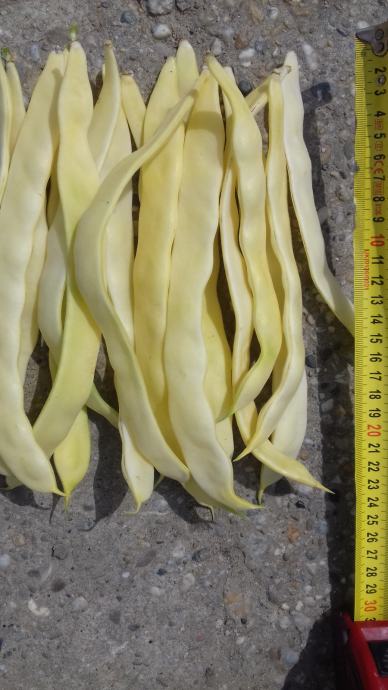 GRAH TREŠNJEVAC(mladi) i visoke MAHUNE.NOVO VIRJE