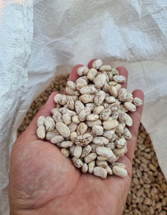 Grah tresnjevac I pinto