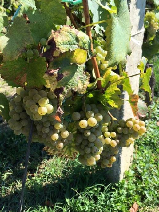 Grožđe Rizling (Graševina), Daruvar