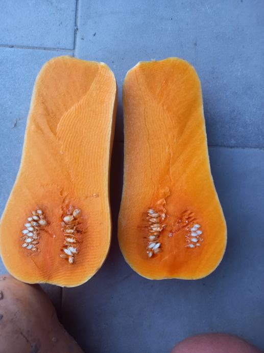 BUTTERNUT ,HOKAIDO TIKVA dogovor količina za 2024.god