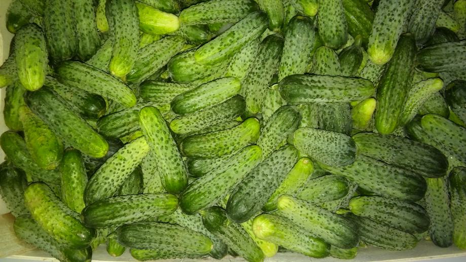 Krastavci za kiseljenje ( KORNISONI)