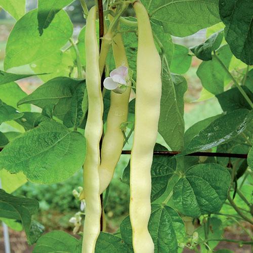 Mahuna puterica