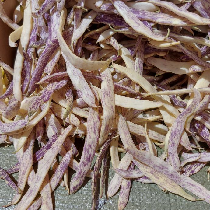 Mahune i mladi grah iz srca Podravine