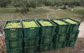 Plod masline 7,5kn/kg