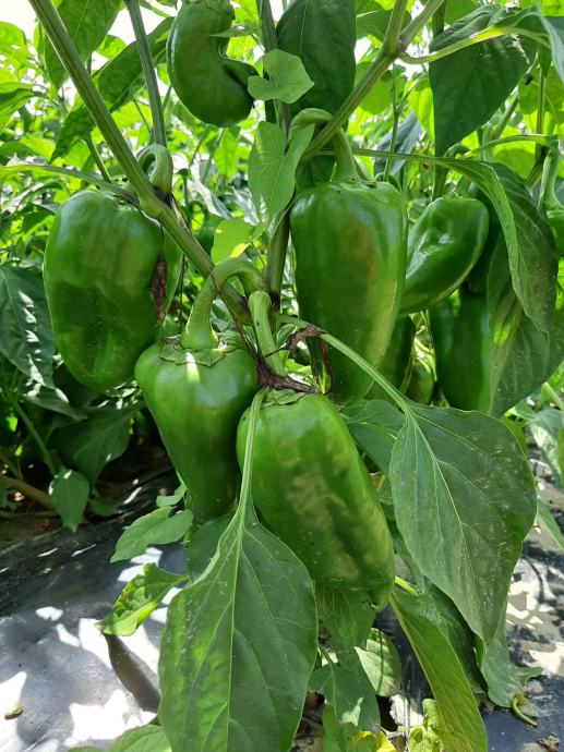 Paprika rog (zelena)