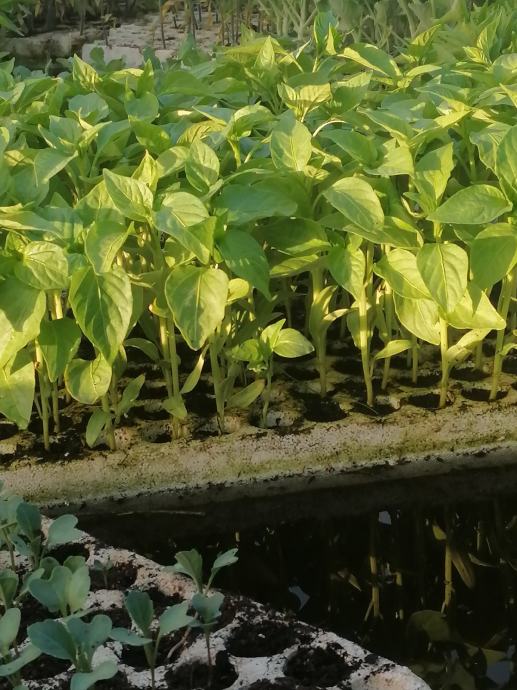 ponuda paprike babure