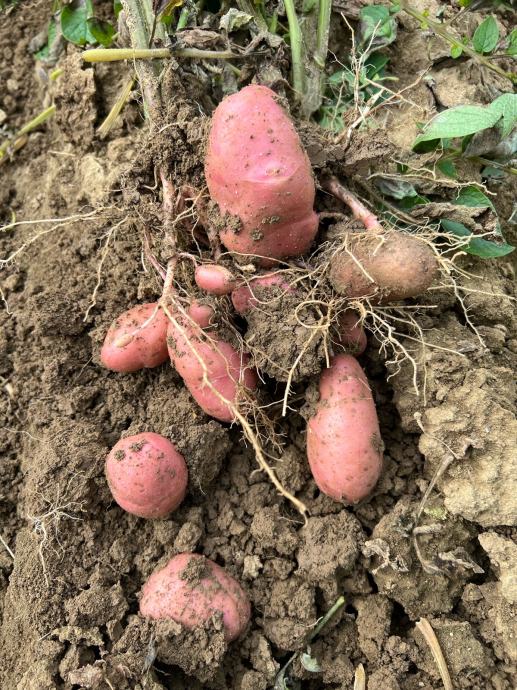 Prodajem mladi krumpir sorte Bellarosa i Desiree