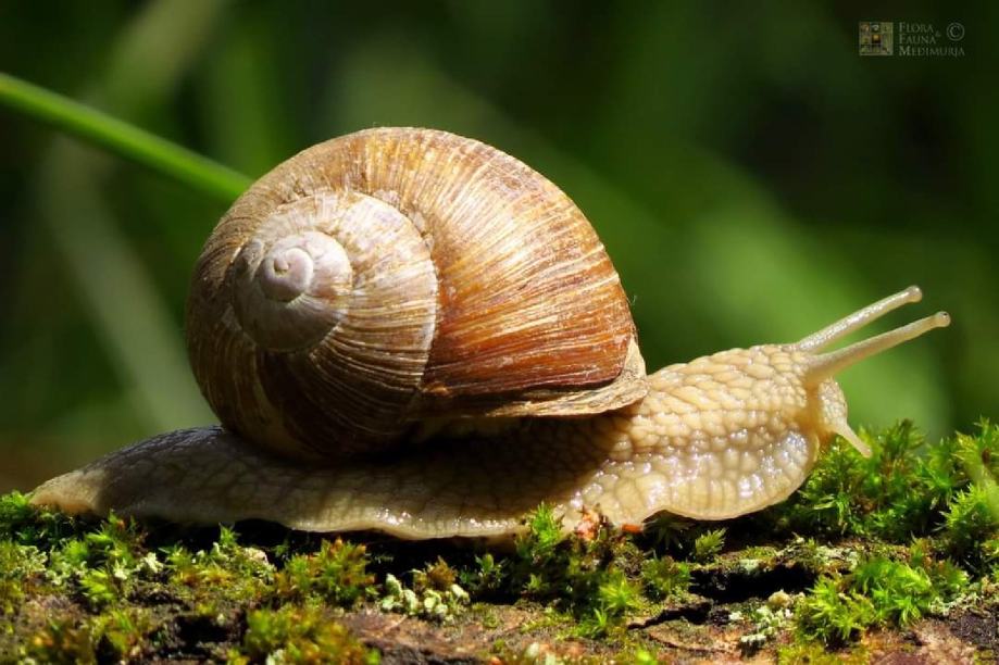 Prodajem Puž Vinogradar