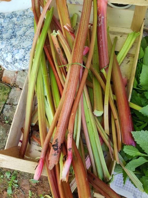 Rabarbara ekološki uzgoj 1.4e/kg