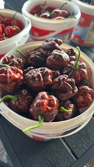 Sepia Serpent- svjeze papricice