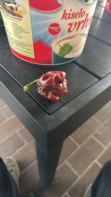 Sepia Serpent- svjeze papricice