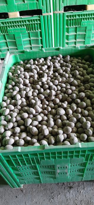 Sjemenski krumpir Bellarosa i Arizona