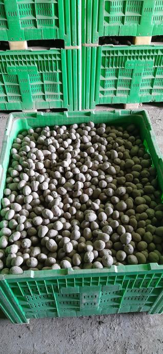 Sjemenski krumpir Bellarosa i Arizona