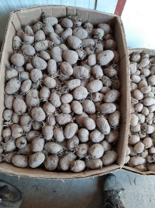 Sjemenski krompir Bellarosa