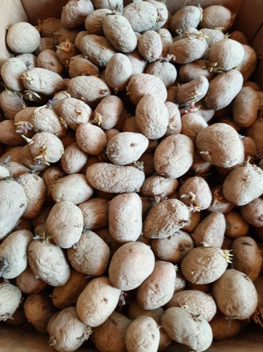 Sjemenski krompir Bellarosa