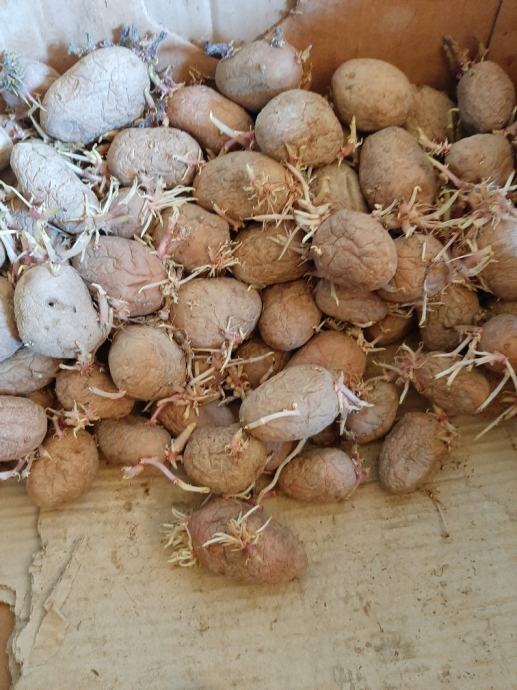 Sjemenski krompir Bellarosa