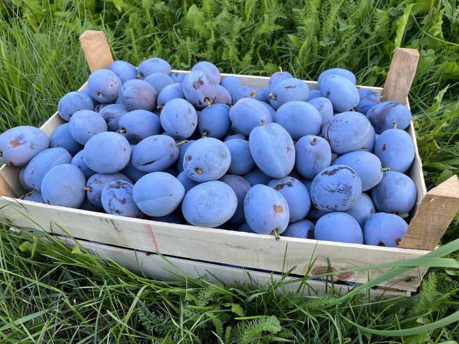 Šljive za rakiju 0,70 €/kg Valpovo