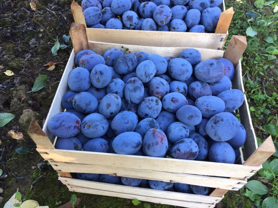 Šljive za rakiju 0,70 €/kg Valpovo