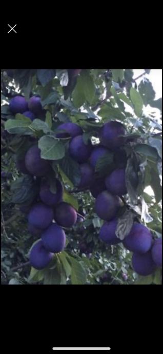 Šljive za rakiju 0,70 €/kg Valpovo