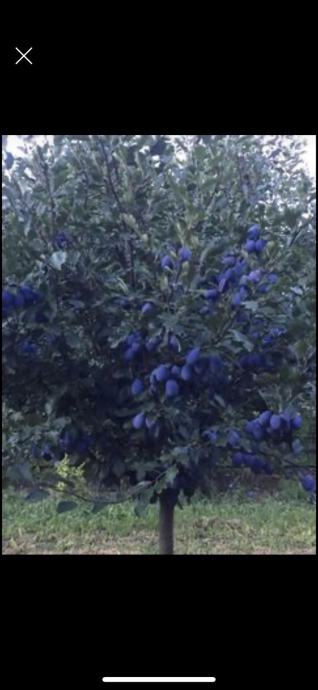 Šljive za rakiju 0,70 €/kg Valpovo