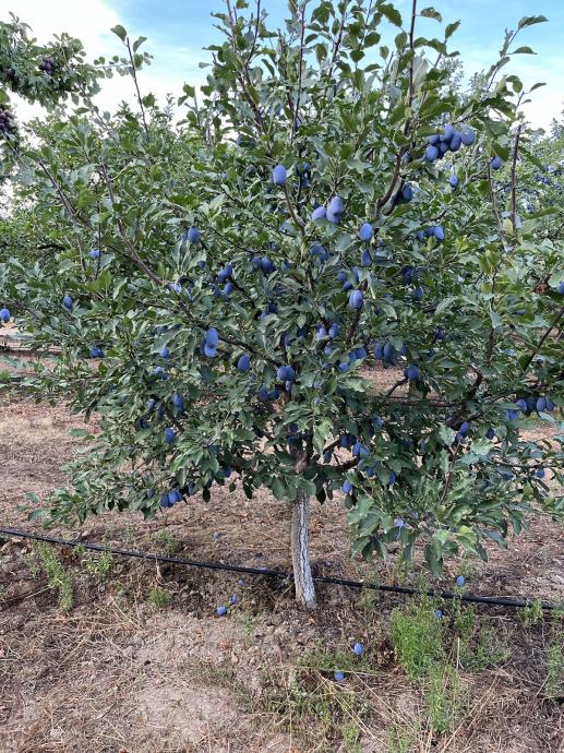 Šljive za rakiju 0,70 €/kg Valpovo