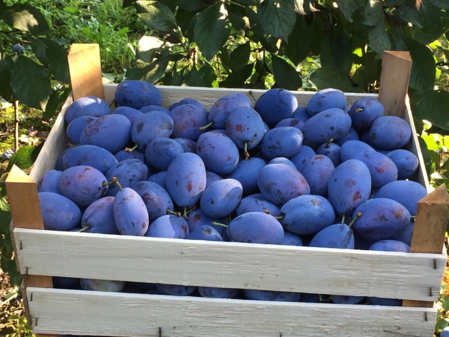 Šljive za rakiju 0,70 €/kg Valpovo