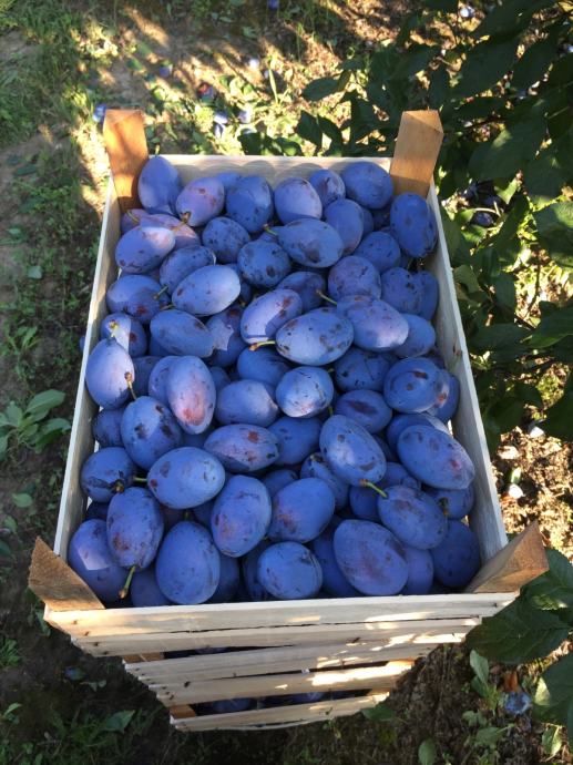 Šljive za rakiju 0,70 €/kg Valpovo