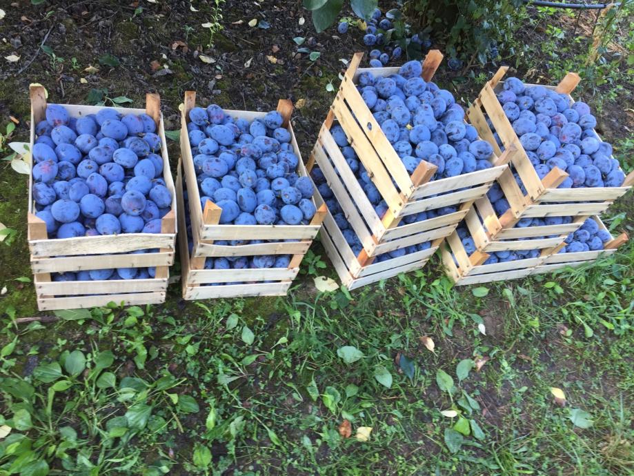 Šljive za rakiju 0,70 €/kg Valpovo