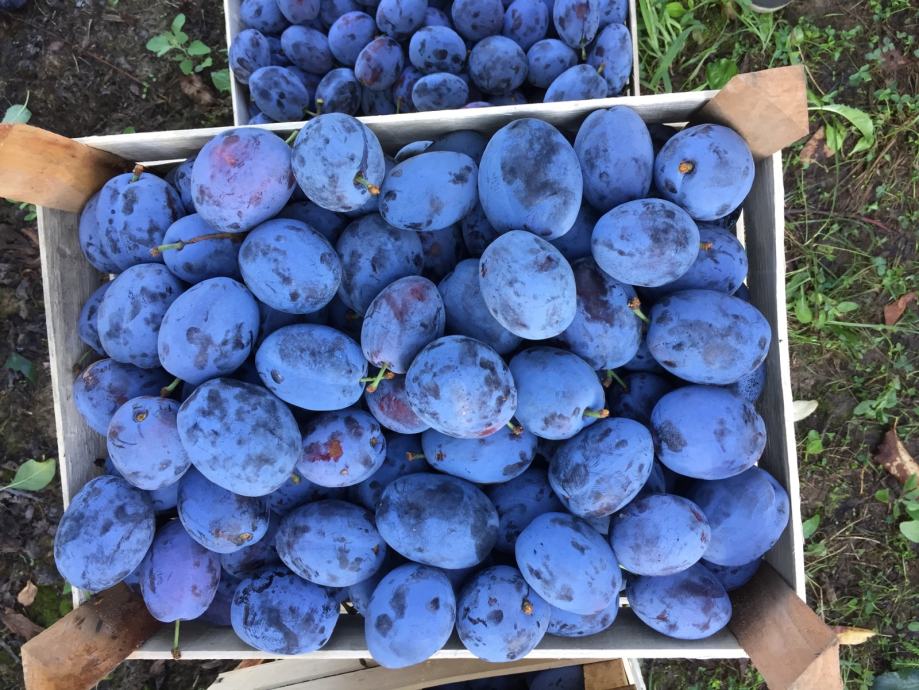 Šljive za rakiju 0,70 €/kg Valpovo