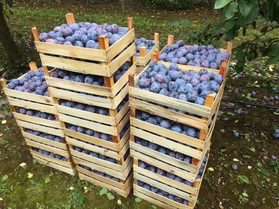 Šljive za rakiju 0,70 €/kg Valpovo