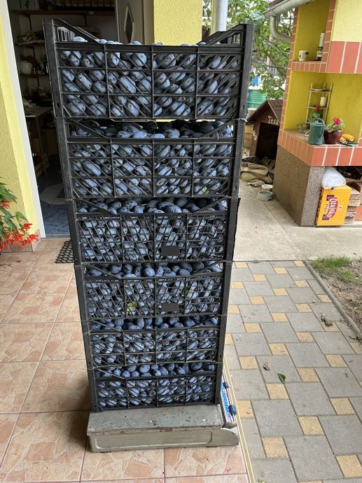 Šljive za rakiju 0,70 €/kgValpovo