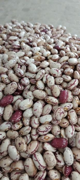 suhi grah trešnjevac