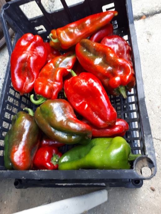 SVJEZE UBRANA DOMACA PAPRIKA ROGA