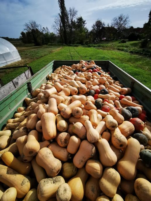 Tikva BUTTERNUT muškatna, puter