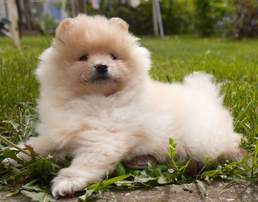 BOO pomeranac, pomeranski spic