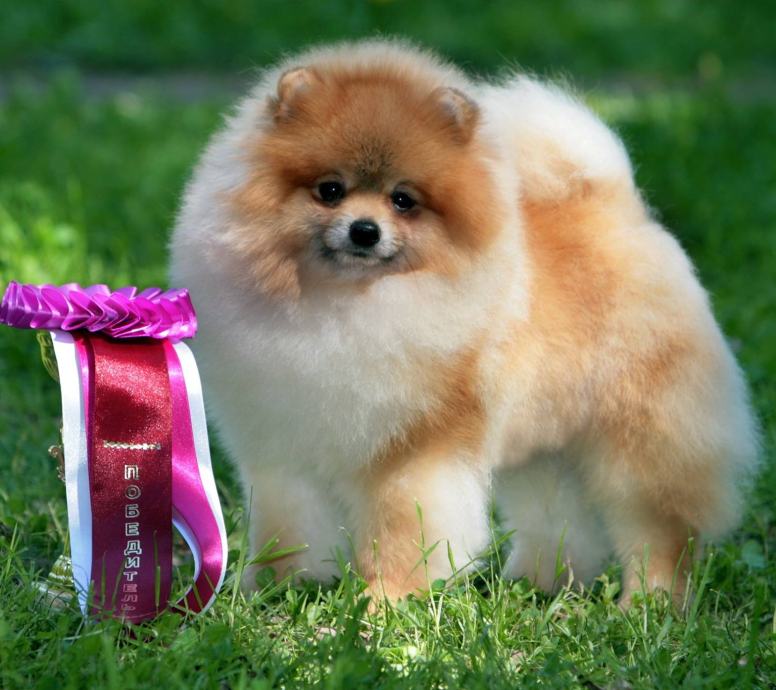BOO pomeranac, pomeranski spic