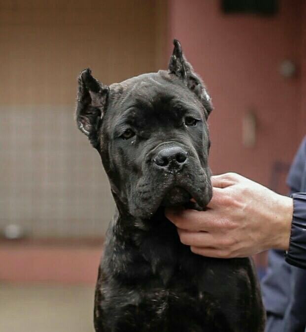 Cane Corso