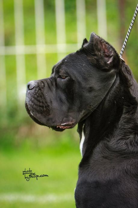 Cane Corso