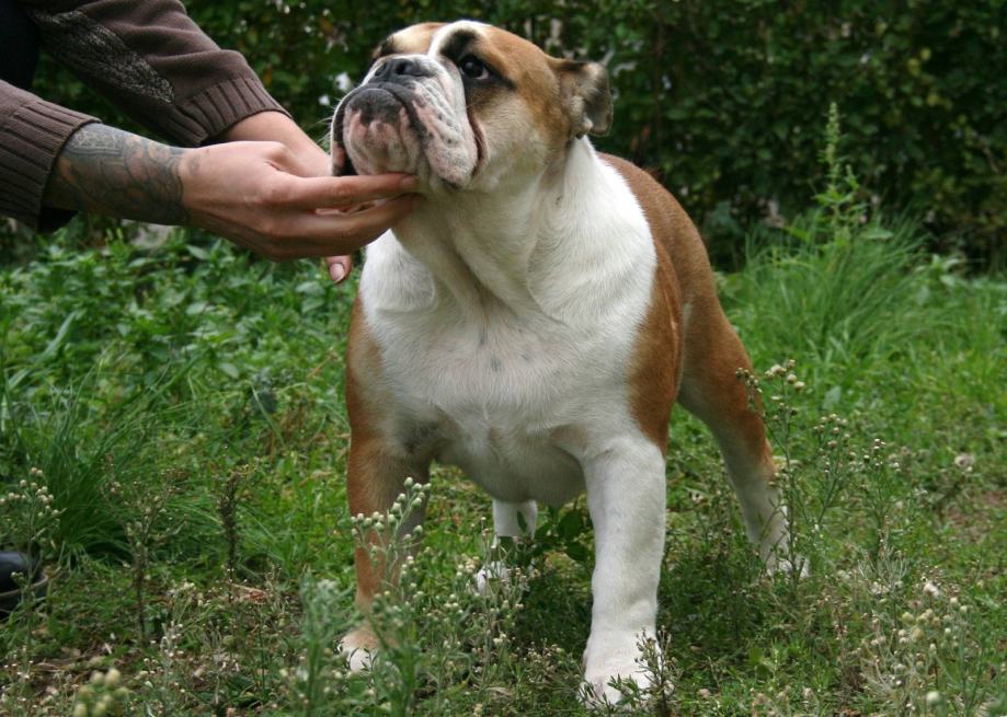 Engleski buldog
