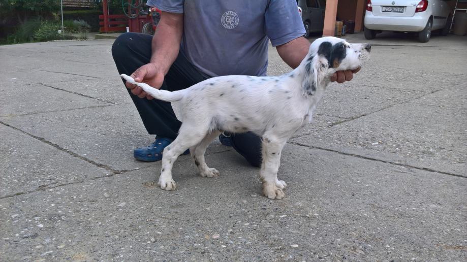 Engleski seter štene