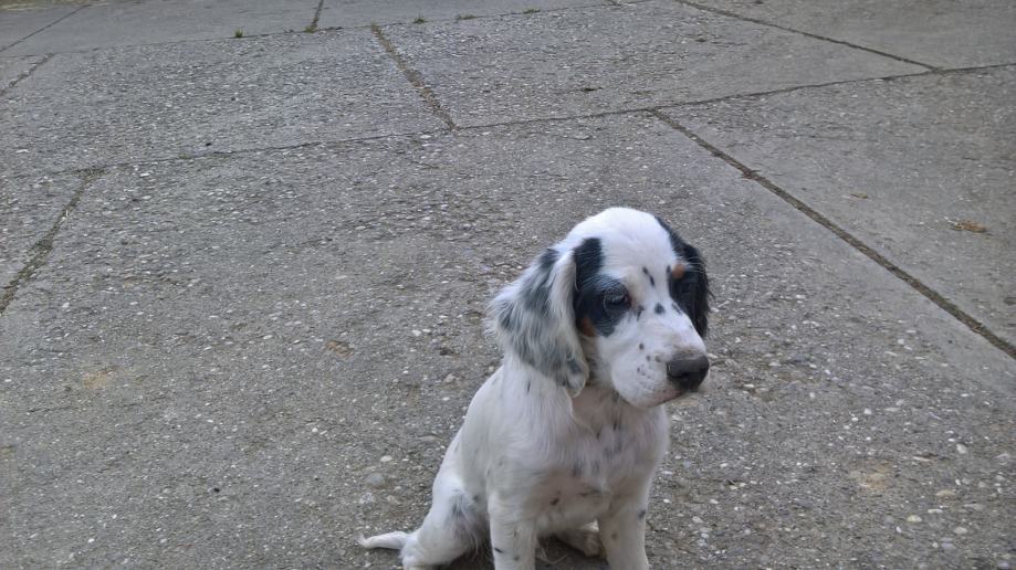 Engleski seter štene