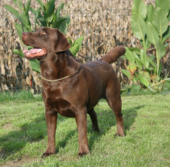 Labrador čokoladni štenci